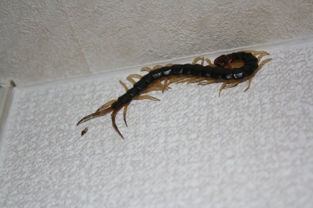 Oita Times: Bits and pieces...