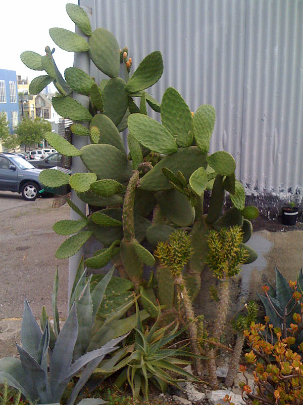 Pennsylvania Street Gardens: Plant profile: Opuntia