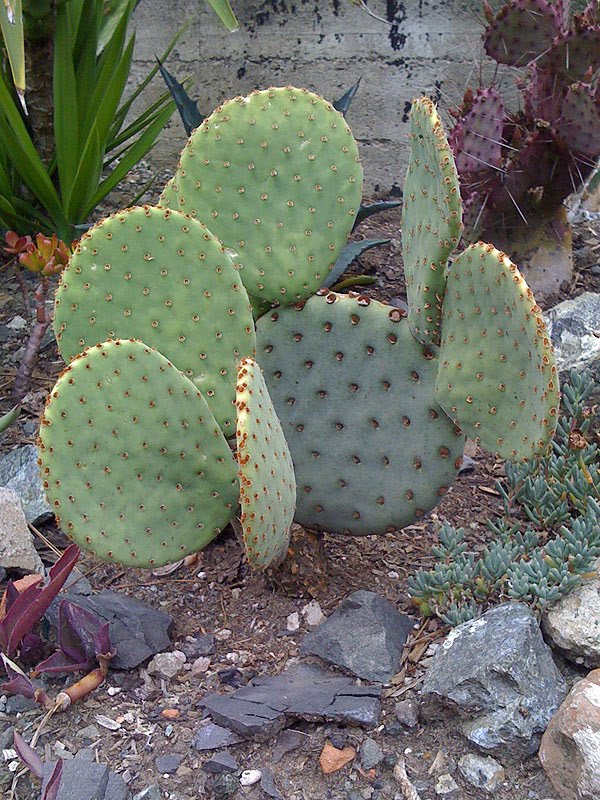 Pennsylvania Street Gardens: Plant profile: Opuntia
