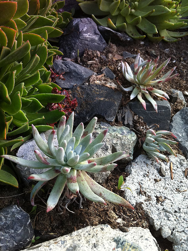 Pennsylvania Street Gardens: Plant profile: Dudleya
