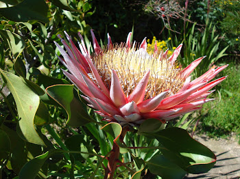 Terblanche family in South Africa