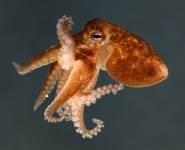 Everything Octopus: Species: Octopus Wolfi, The World's Smallest Octopus