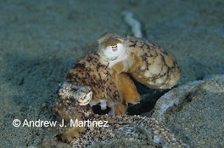 Everything Octopus: Atlantic Longarm Octopus Pictures