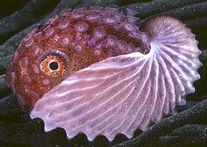 Everything Octopus: Species: Argonaut