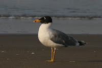 Pallas's Gull (Gohorukey) | Sea Birds in Maldives