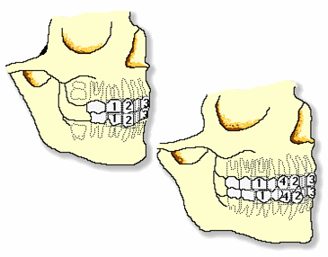 MaRaYiTa: DENTICION TEMPORAL Y DEFINITIVA