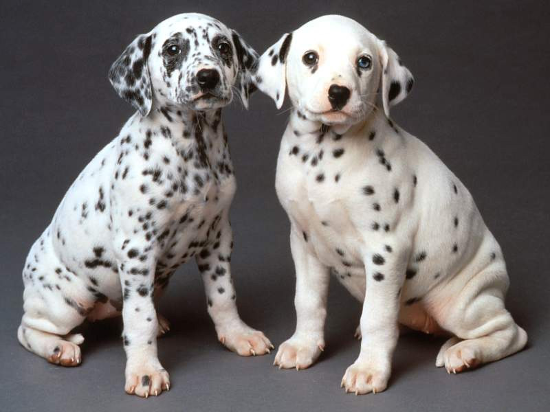 el mundo de los perros: Dalmata