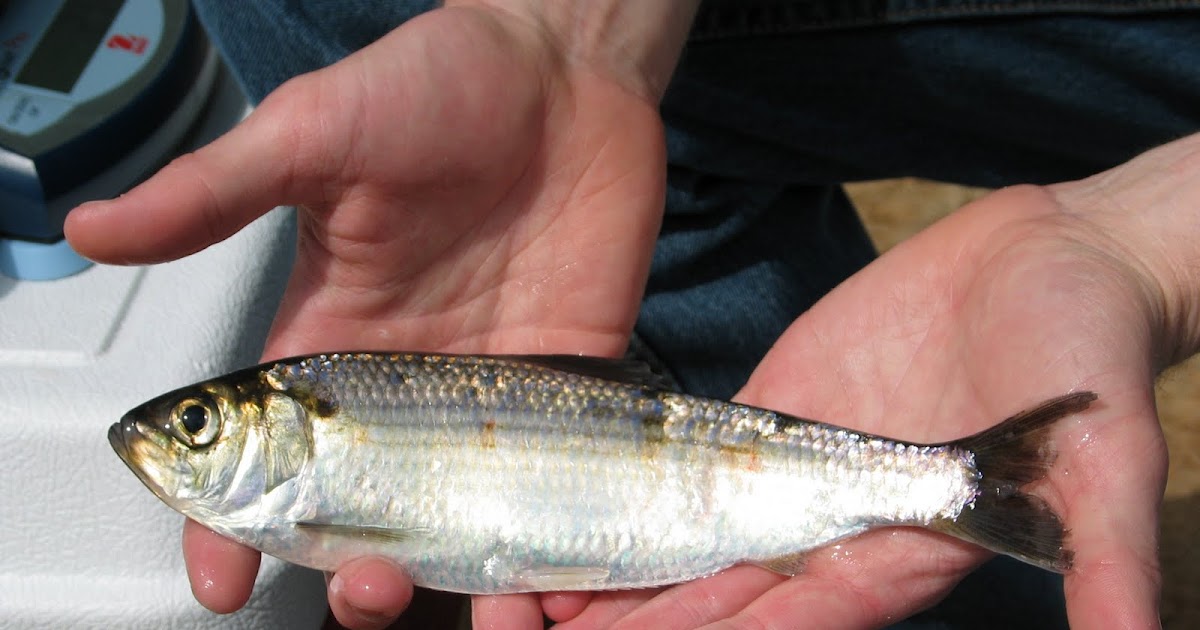 Eco-Evo Evo-Eco: Alewife feeding leads to feedbacks