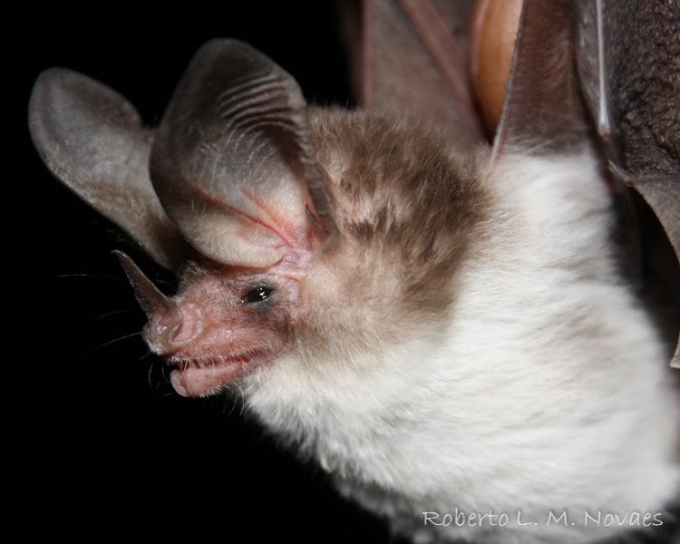 Morcegos do Brasil: Micronycteris sanborni