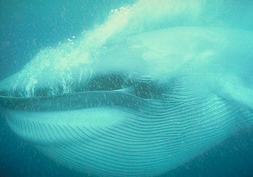 Green Eve: Beautiful Creatures: The Blue Whale