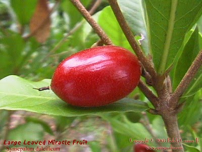 Berkongsi Dengan Menaip :::: Miracle Fruit(Pokok Ajaib)