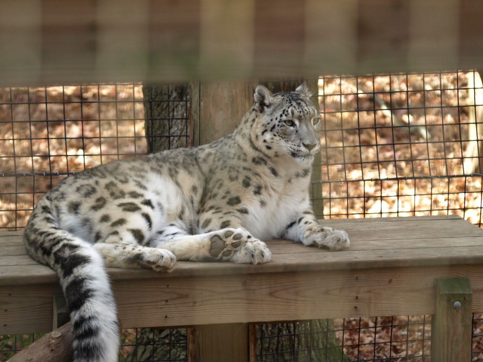 Purr-Views: Snow Leopards & the Snow Leopard Trust