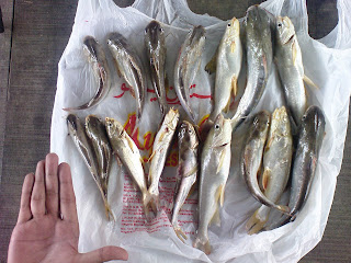 20+ Gambar Ikan Utik, Koleksi Kekinian!