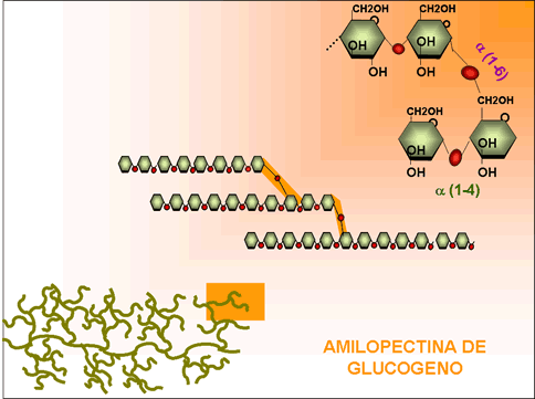 Naturaleza!!!: glucogeno