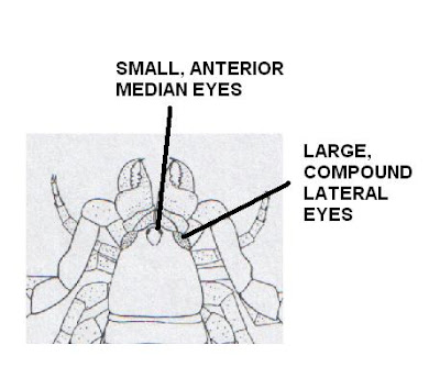 Scorpion Evolution (by Bob Crean): Eyes and their Evolution