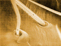 Scorpion Evolution (by Bob Crean): Trichobothria, Slit Sensillae: Their ...