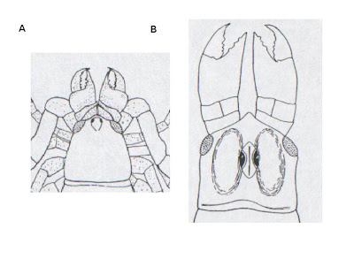 Scorpion Evolution (by Bob Crean): Chelicerae... and their Evolution!