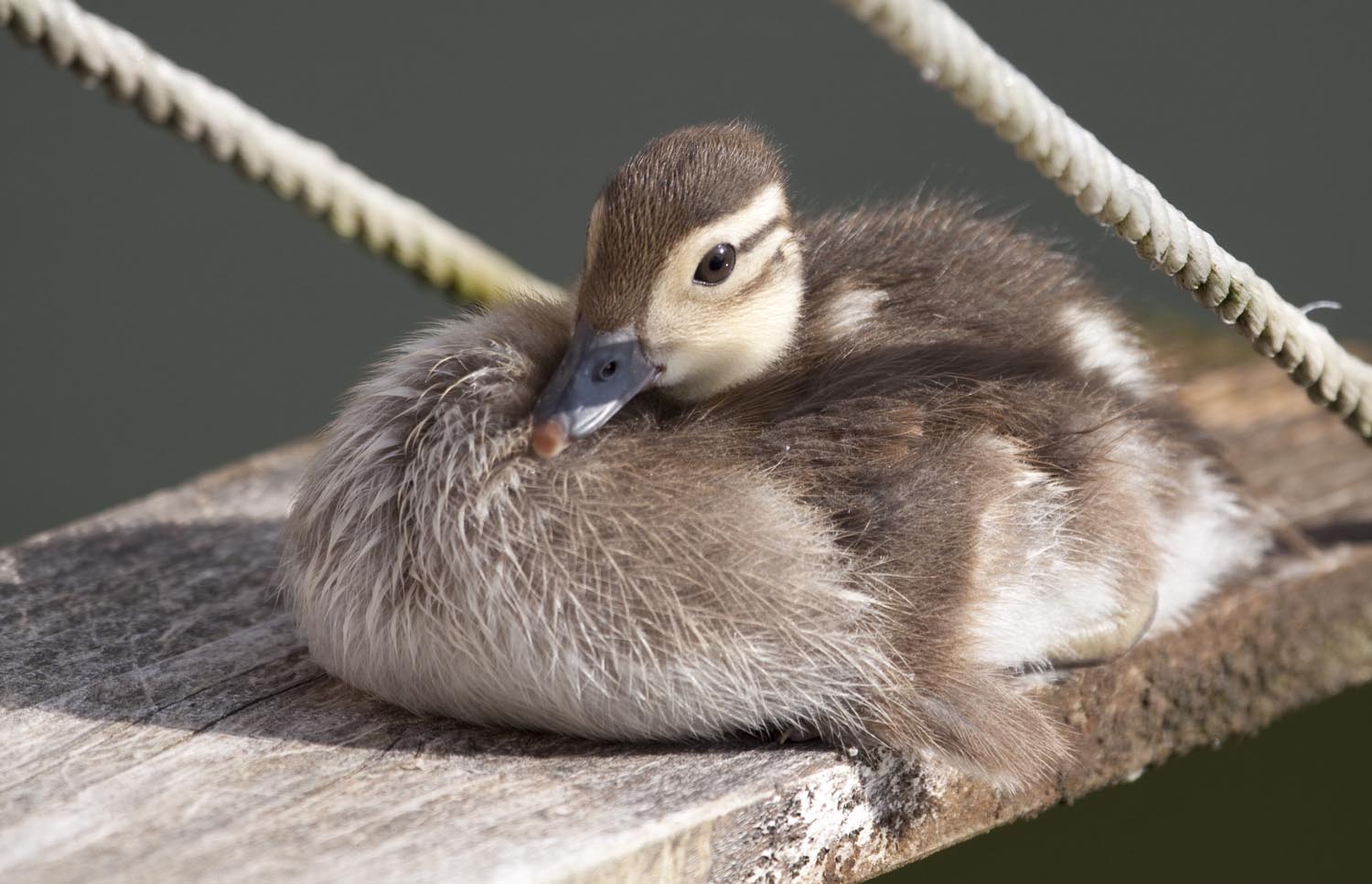 Thames Nature Notes: Mandarin ducks, grebes and damselflies