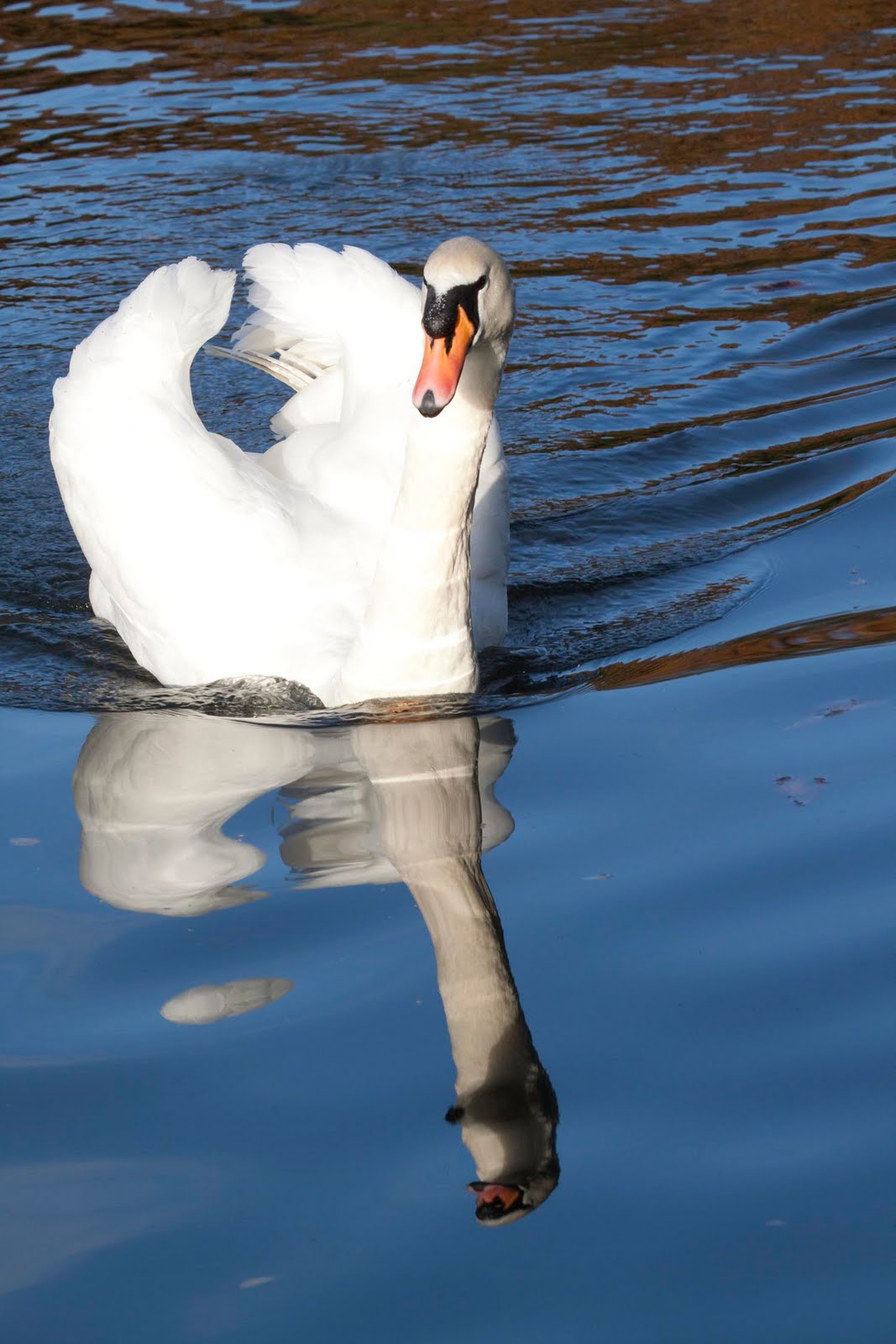 Thames Nature Notes: Misty and mellow scenes on the river