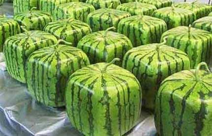 Just Can't Get Enough: Square Watermelons