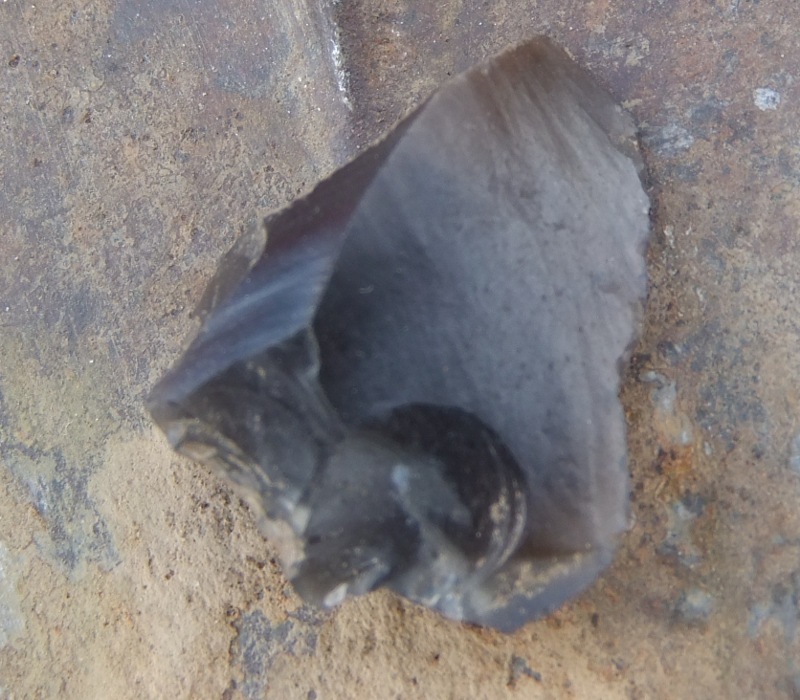 Caer Alyn Archaeological and Heritage Project Summer Dig 2010: Caer ...