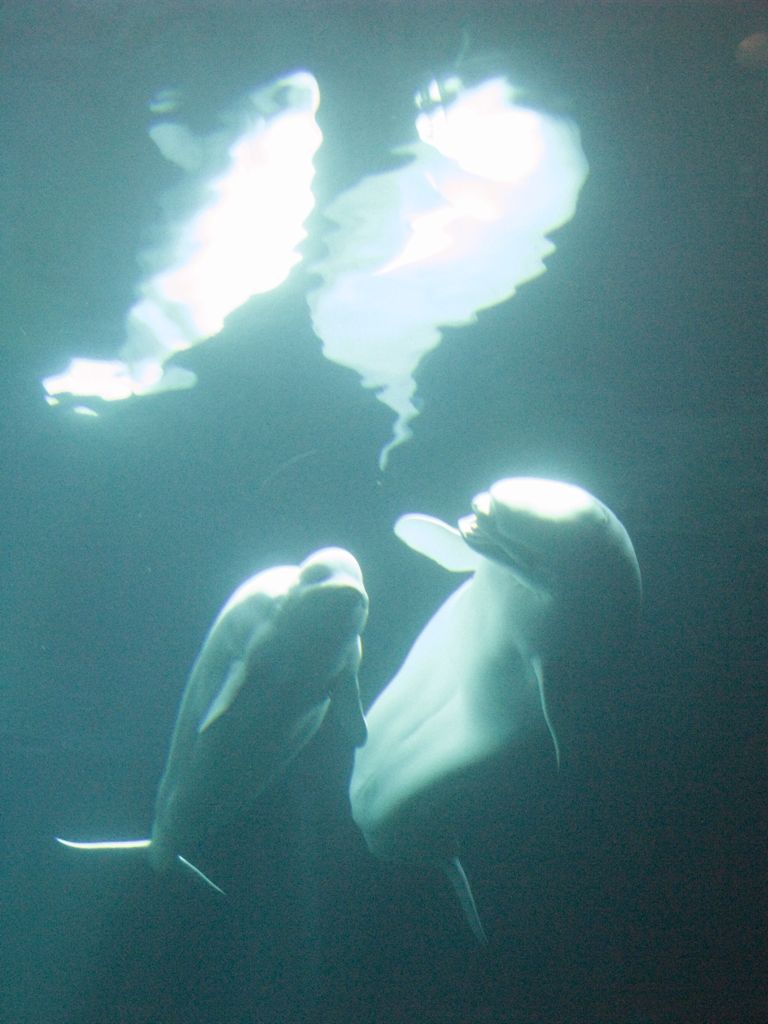 Musings on Life in Hong Kong: Belugas
