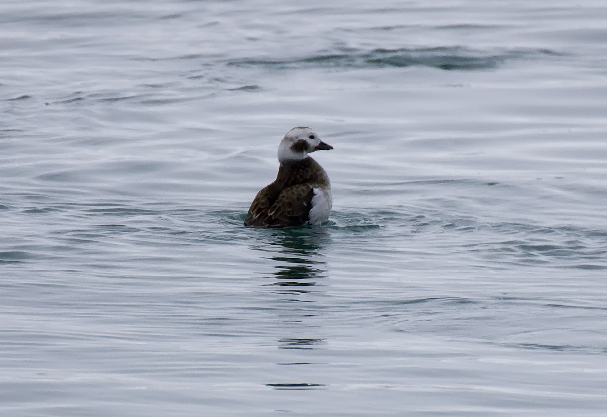 Poronto's Birding Macomb Twp and Beyond: St. Clair River Ducks....