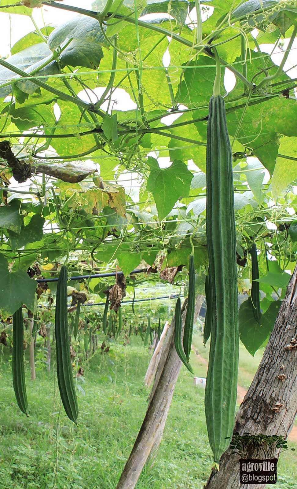 Agriculture Is Our Business: Petola Update Dis 2010