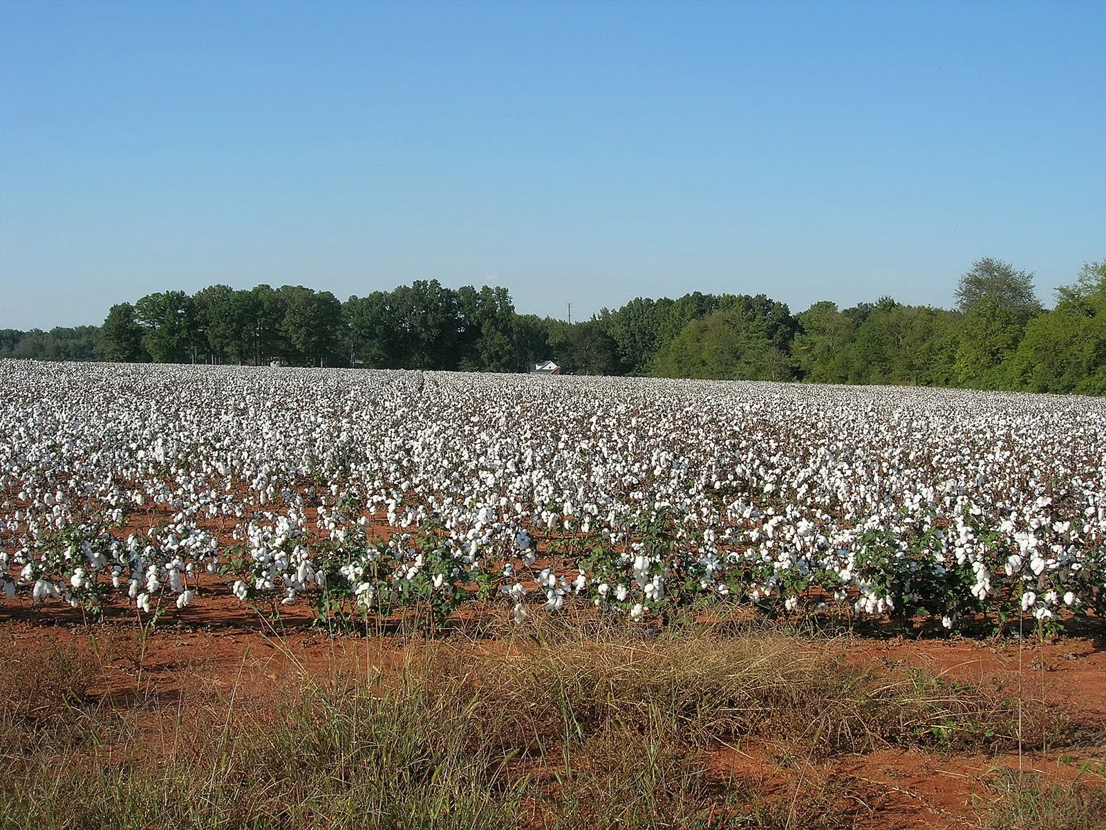 The Rustic Victorian: The Cotton Blooms
