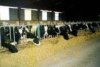 manejo de leche: Estabulacion total