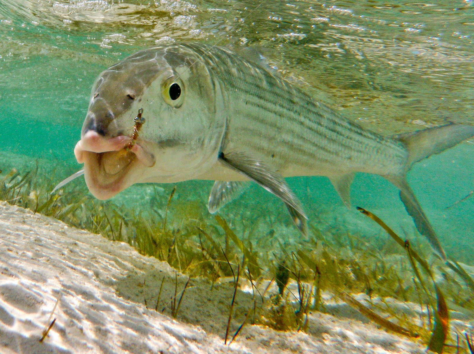 ANGLING ON THE FLY: Trip Report: Beyond the Blue at South Caicos ...