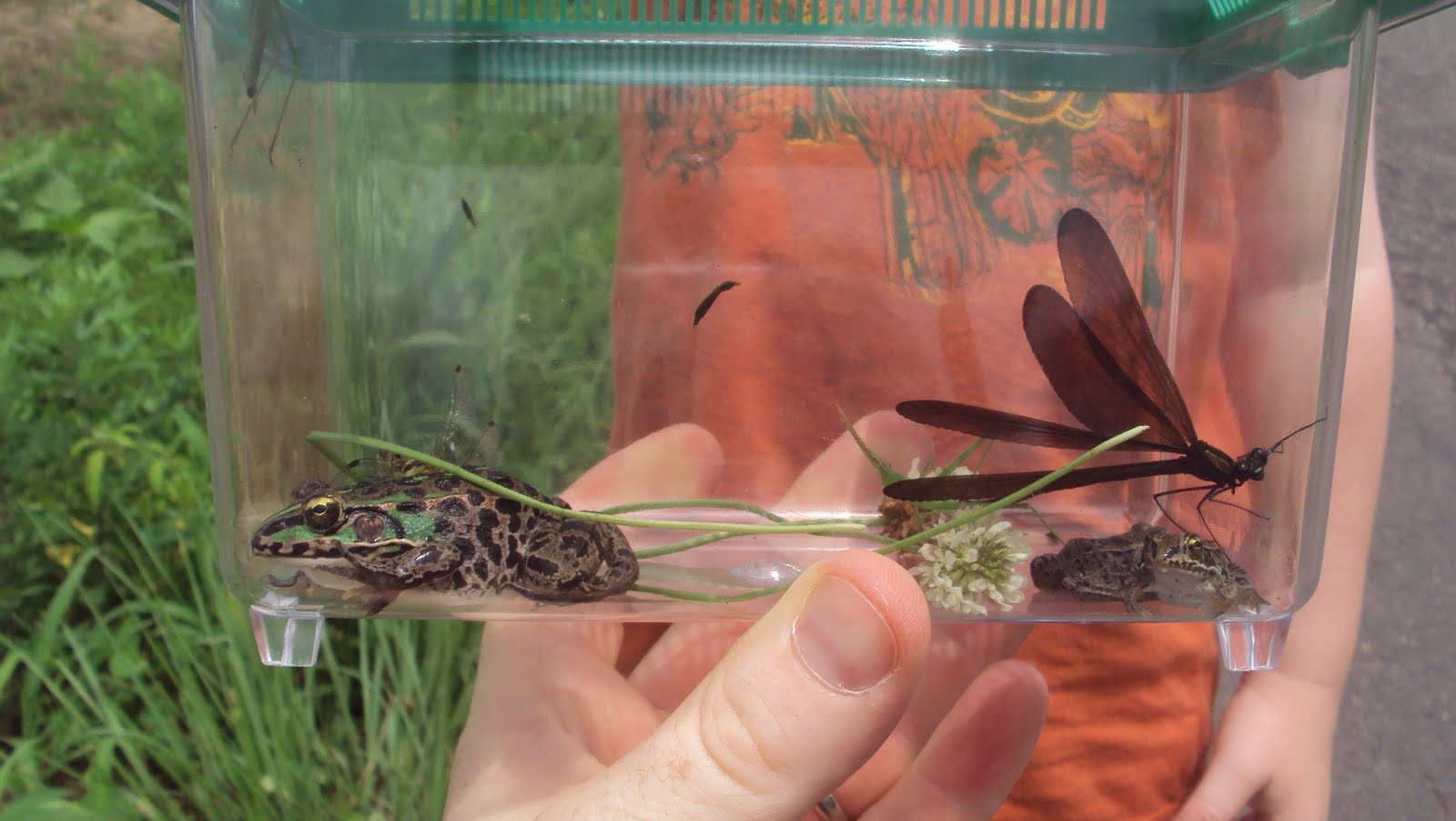 Parkers in Japan: Summer Festival / Rice Field Bug Catching
