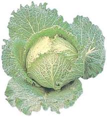 Zeromind165: Khasiat Kubis