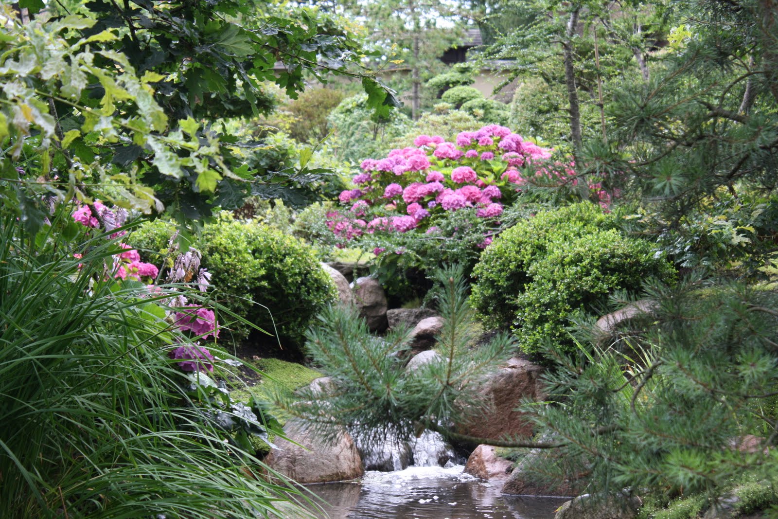 wenches hage og hobby: Japansk hage.