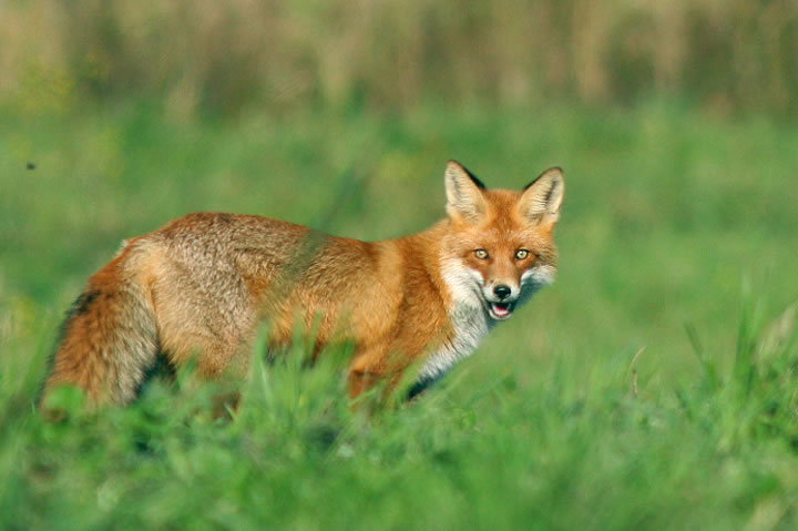 Frazione Balma: La volpe rossa comune