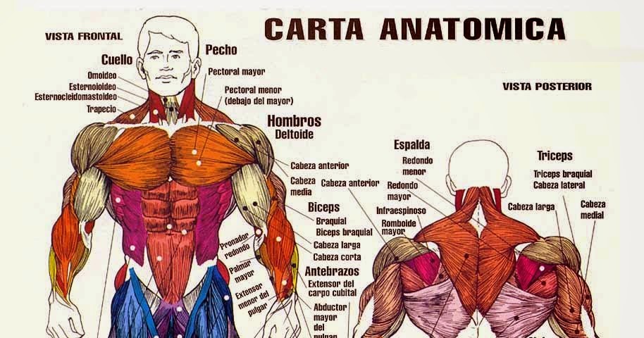 Fundamentos anatómicos y bases del acondicionamiento físico: Mapa muscular