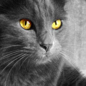Chartreux Cat Pictures | Top Cat Directory