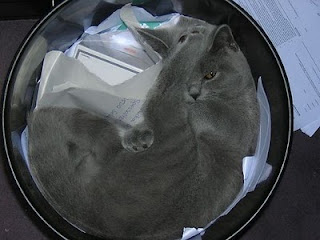 Chartreux Cat Pictures | Top Cat Directory