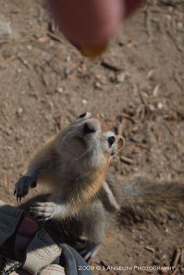 Mary Angelini Photography: DAY 7 – Sunrise at Schwabachrs, Stampede at ...