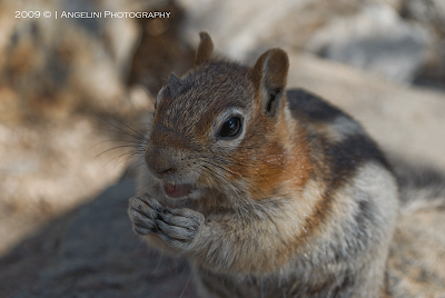 Mary Angelini Photography: DAY 7 – Sunrise at Schwabachrs, Stampede at ...