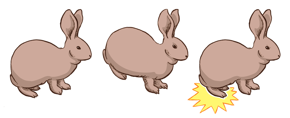 Rabbit Behaviour 🐇 | Rabbit Lovers Amino Amino