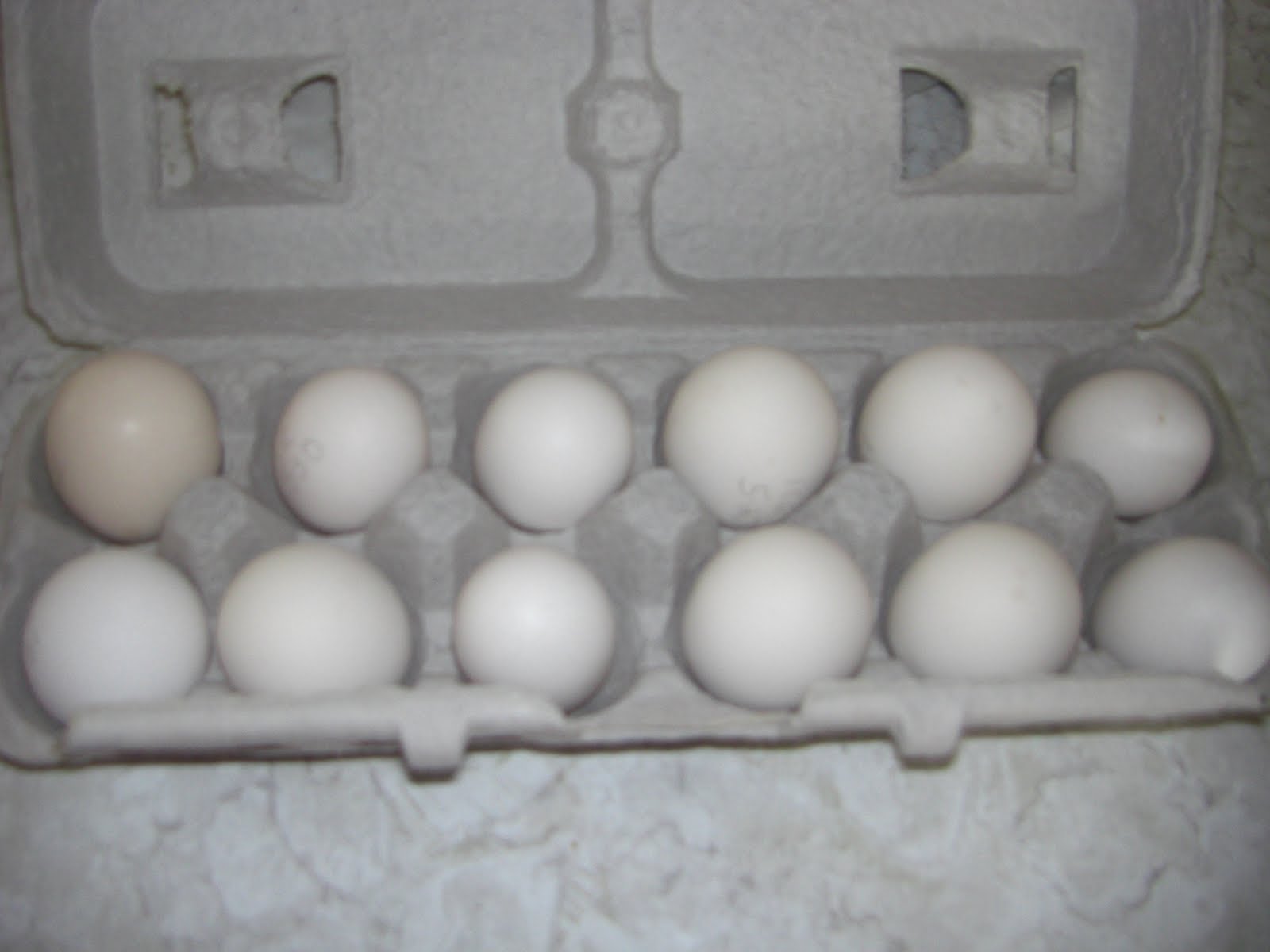 The Official PoultryBookstore.com Blog: Starting from Hatch