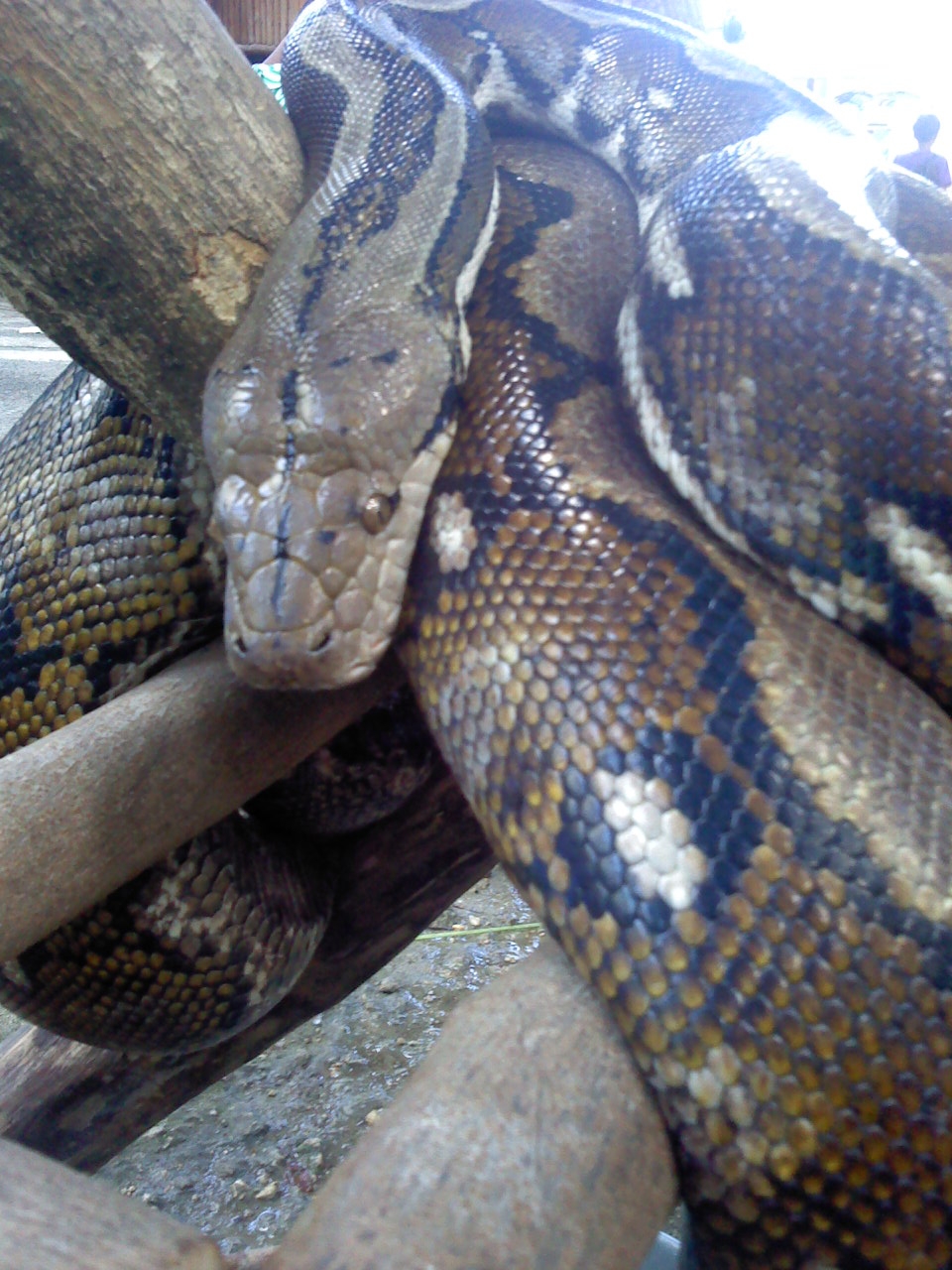 tourflights: Jungle of Cebu Zoo