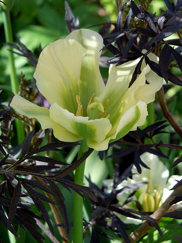 A Whiter Shade of Pale: Lysande gult