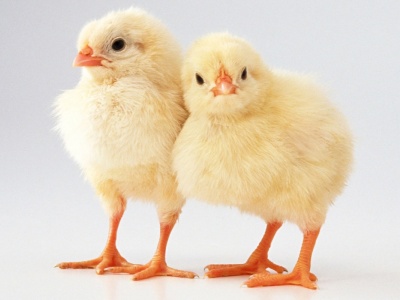 Imagenes de pollitos enamorados - Imagui