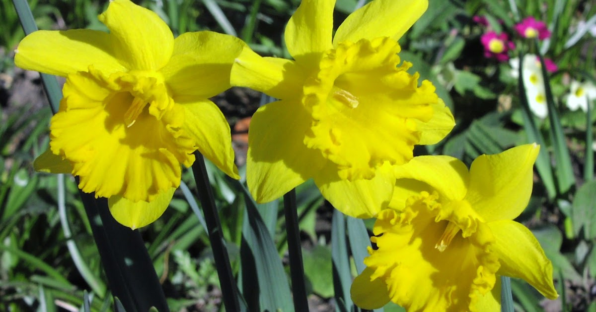 A bad witch's blog: A host of golden daffodils