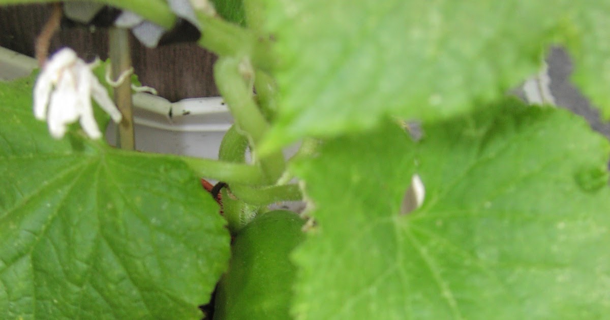 A Bad Witchs Blog Huge Cucumber