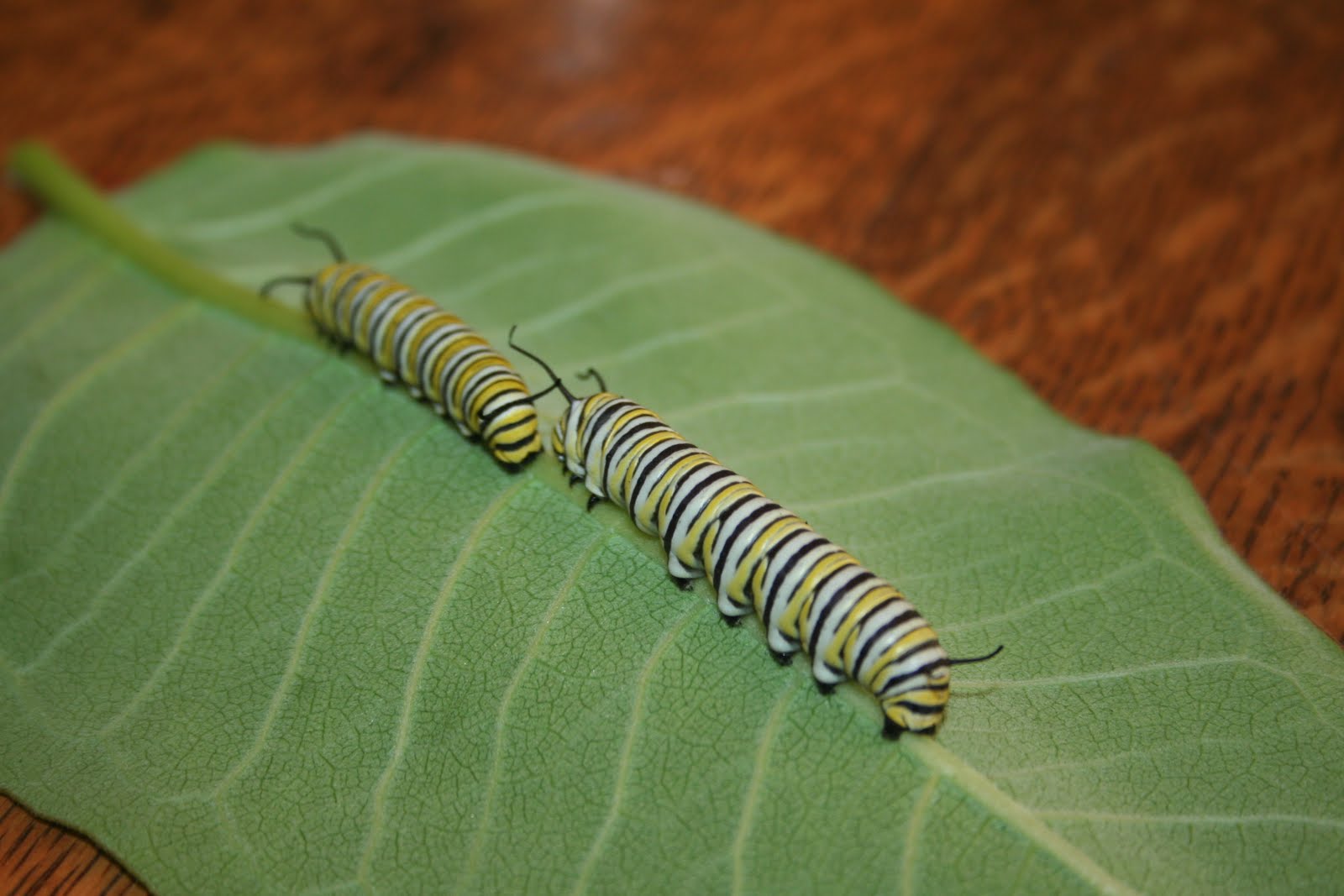 Sunshine in the House: Hatching Monarch Butterflies at Home