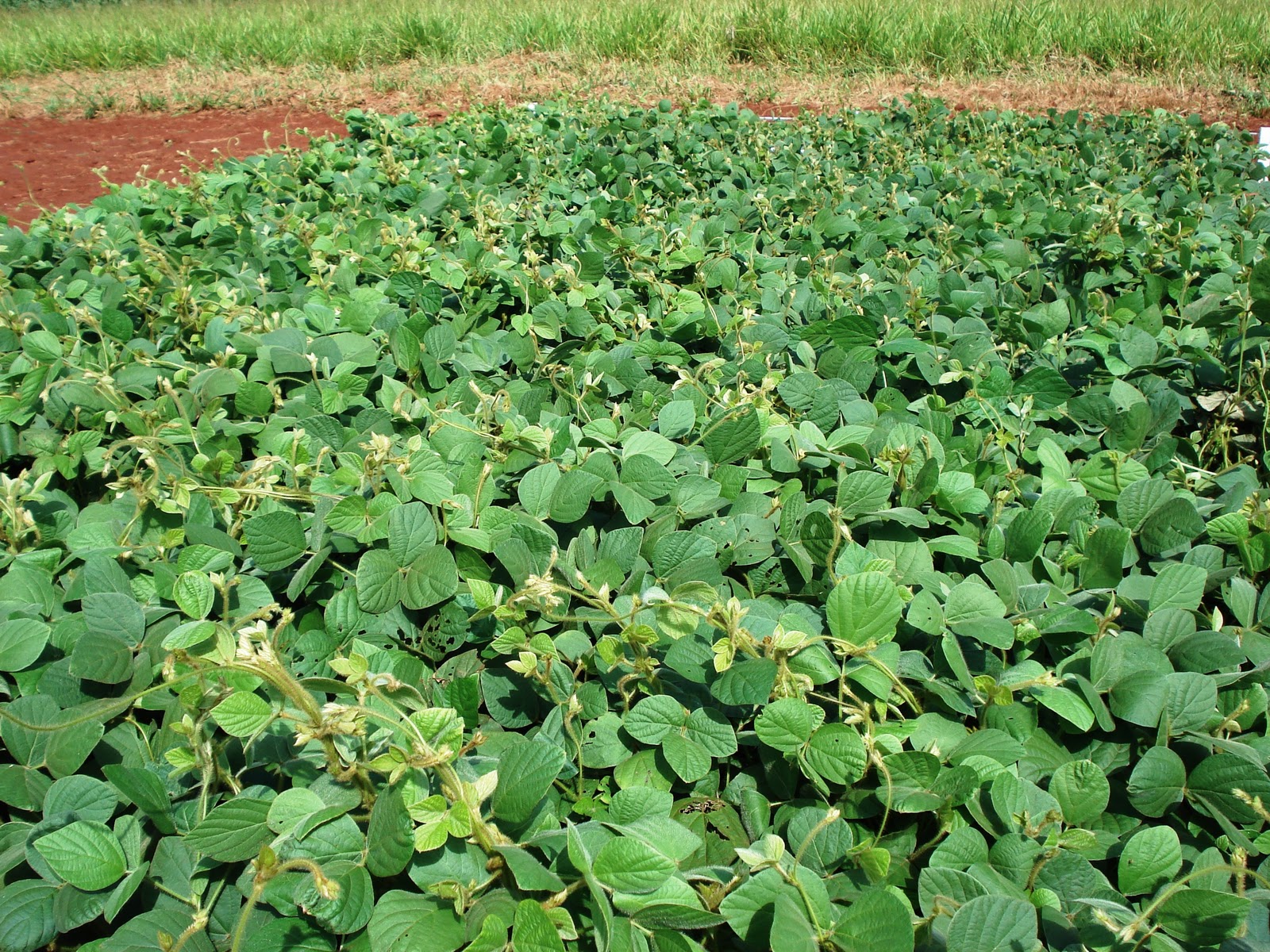 AgroBonômica: Série f o r r a g e i r a s - Leguminosas