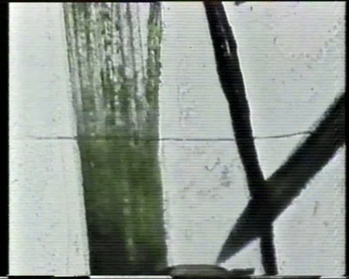 Contra el progreso: Mothlight (1963) Stan Brakhage